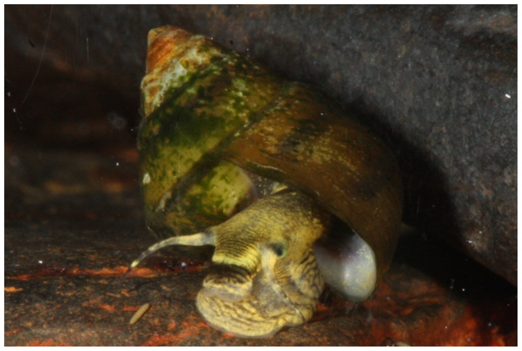 Worth a Thousand Words: Rediscovering an “Extinct” Species - EveryONE